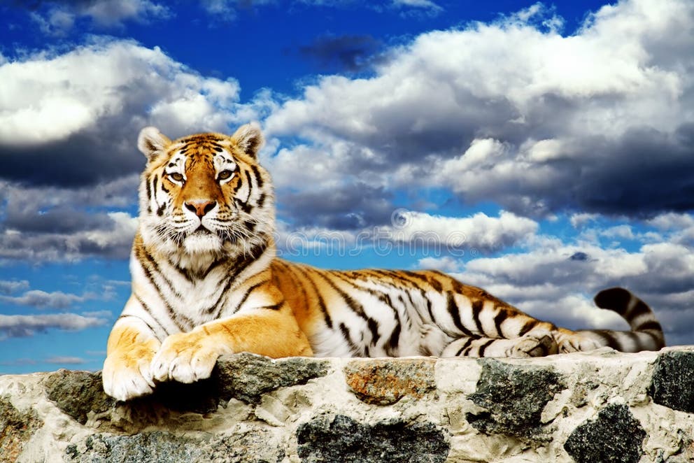 Tiger in the sky stock photo. Image of striped, cloud - 2715686