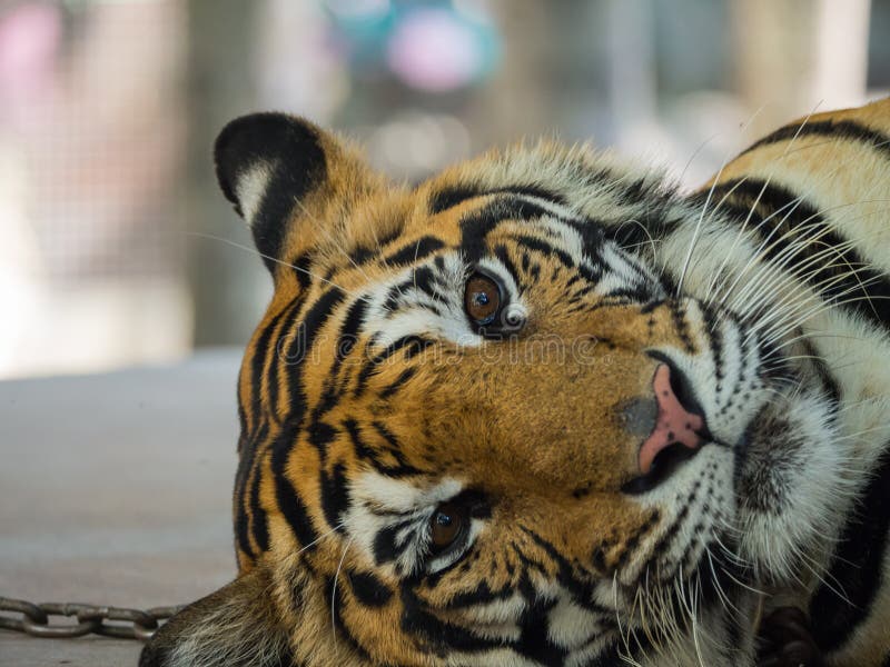 Tiger sleep stock photo. Image of animal, striped, predator - 50405272