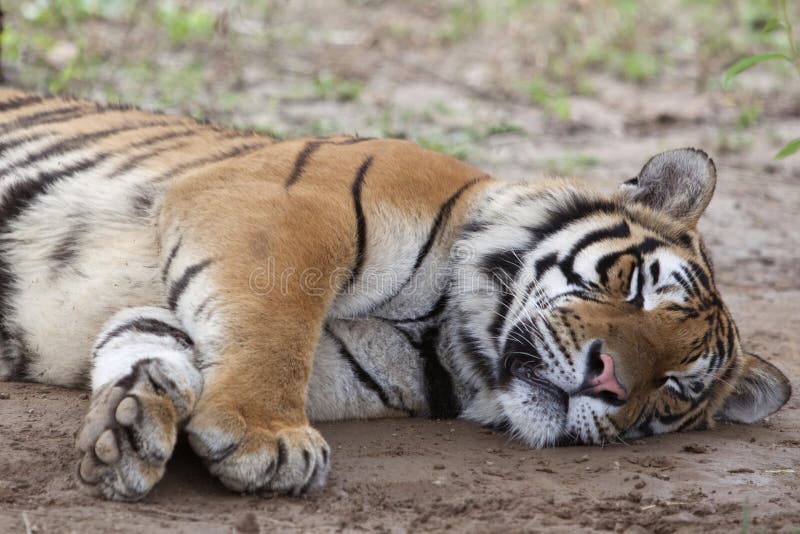 Tiger sleeping stock photo. Image of eyes, lying, species - 15885880