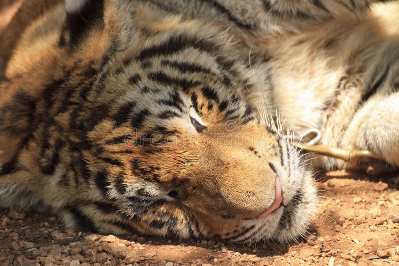 Tiger sleeping stock image. Image of sleeping, tiger - 27530965