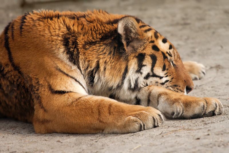 Tiger sleeping stock photo. Image of stripe, sleep, tiger - 3606208