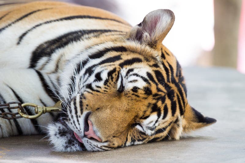 Tiger sleeping stock image. Image of closeup, bengal - 33251189