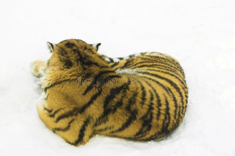 Tiger sleeping on the snow stock image. Image of hunter - 1868087