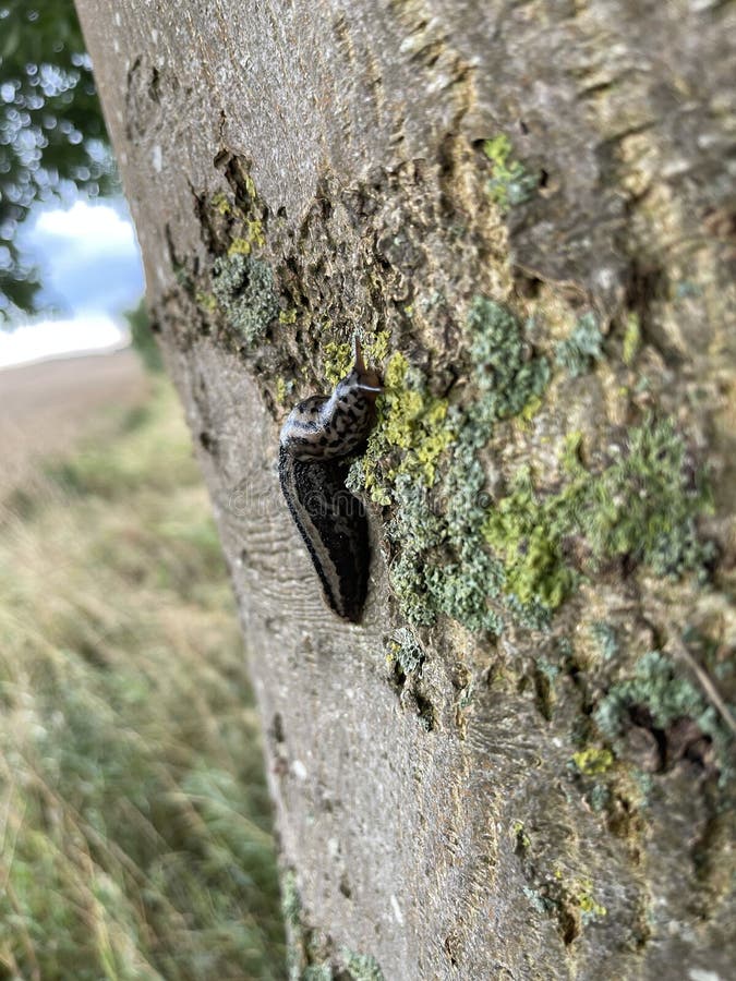 The Tiger Slug Crawls Along a Tree Stock Photo - Image of animal ...