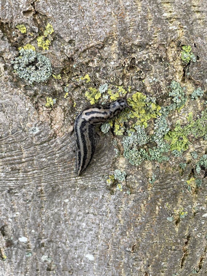 The Tiger Slug Crawls Along a Tree Stock Photo - Image of animal ...