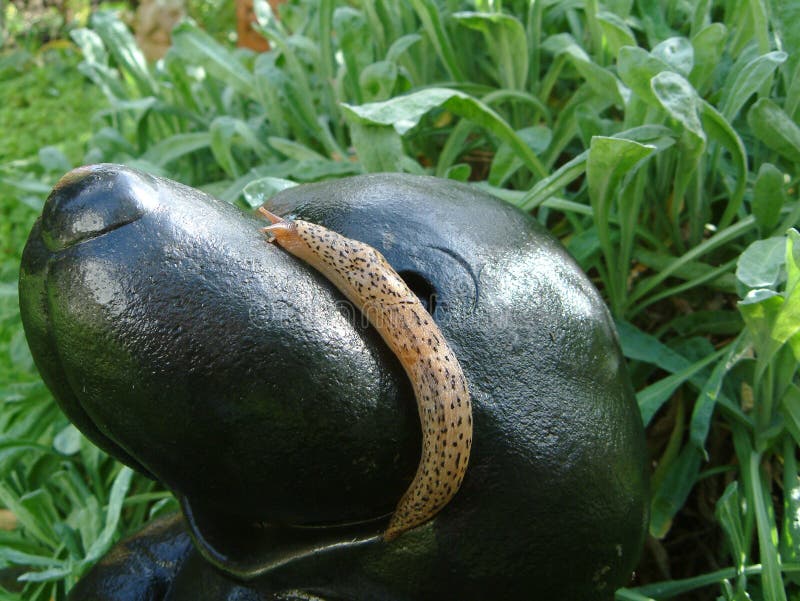 Tiger slug in the garden stock photo. Image of slug - 133484636