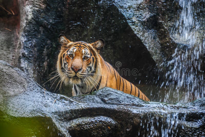 Tiger in a small cave stock image. Image of starring - 66144405
