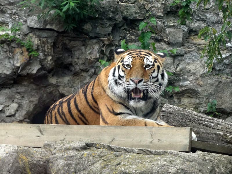 816 Smart Tiger Stock Photos - Free & Royalty-Free Stock Photos from ...