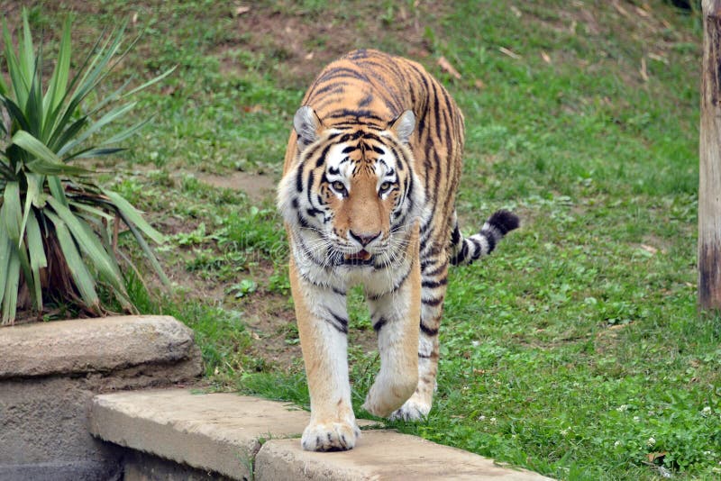A Standing Tiger Smells the Air Stock Photo - Image of animal, alone ...