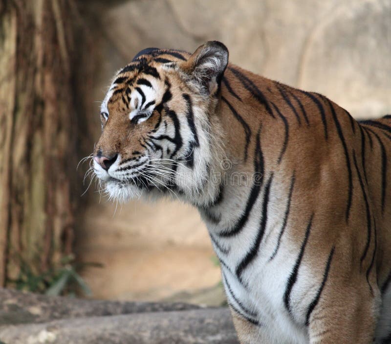Sonrisa del tigre foto de archivo. Imagen de siberia - 16819844