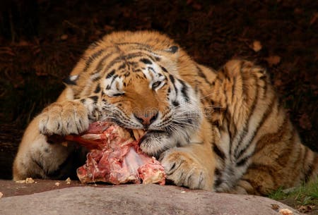 Tiger Snack stock image. Image of tiger, animal, munch - 746407