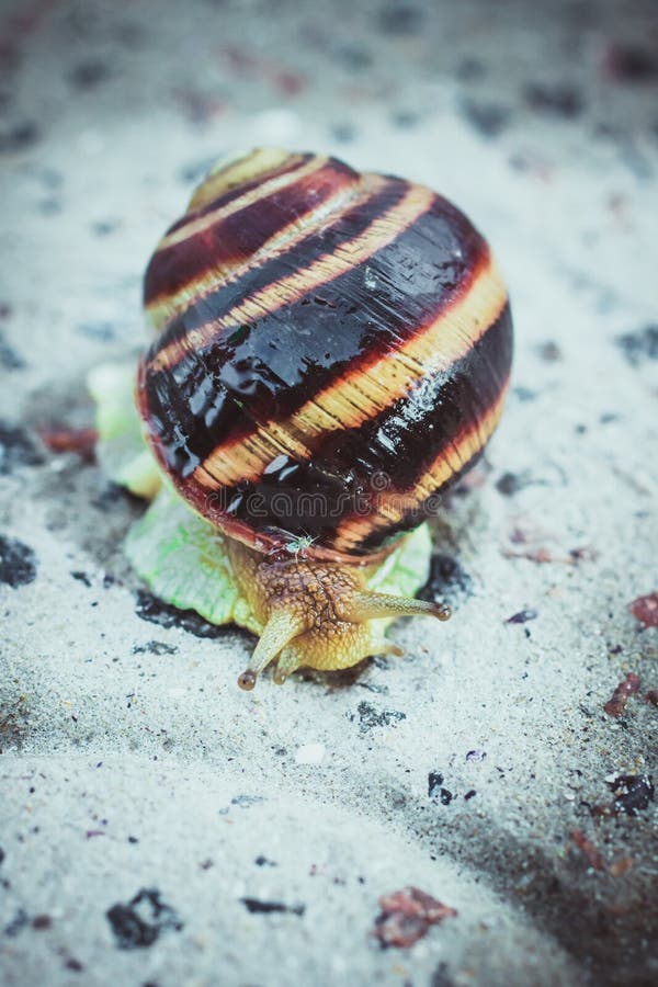 Tiger snail stock photo. Image of close, meadow, stretch - 28435692