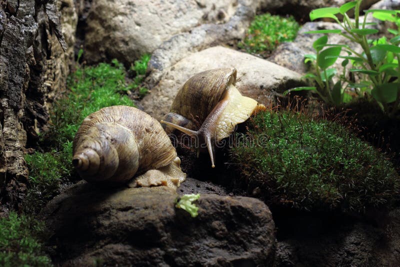 Tiger snails stock photo. Image of nature, giant, animal - 31352764