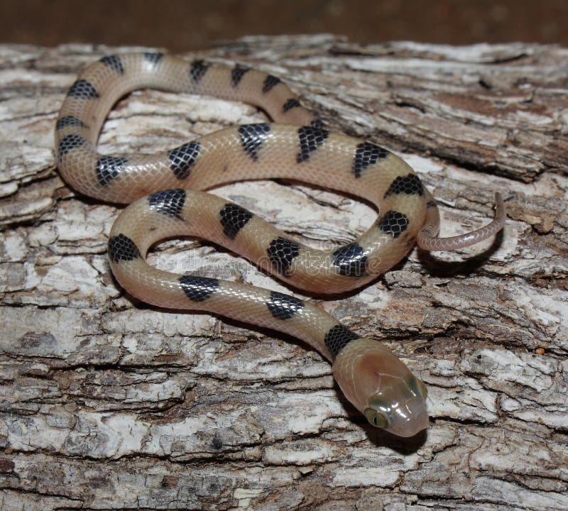 Tiger Snake stock image. Image of venomous, animal, australia - 41135951