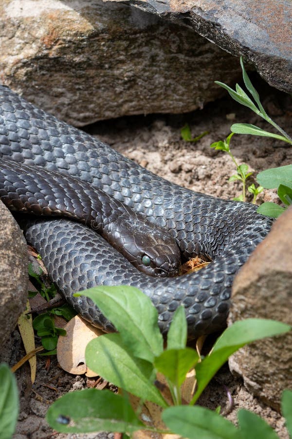Giant Black Tiger Snake