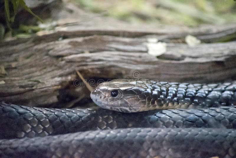 The Deadly Tiger Snake Has Black and Grey Stripes Stock Image - Image ...