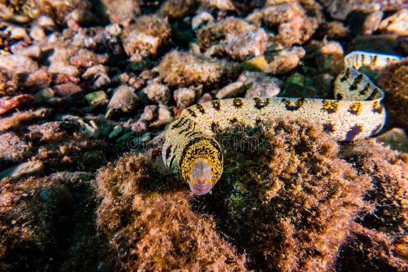 Tiger Snake Eel in the Red Sea Stock Image - Image of maculosus, egypt ...