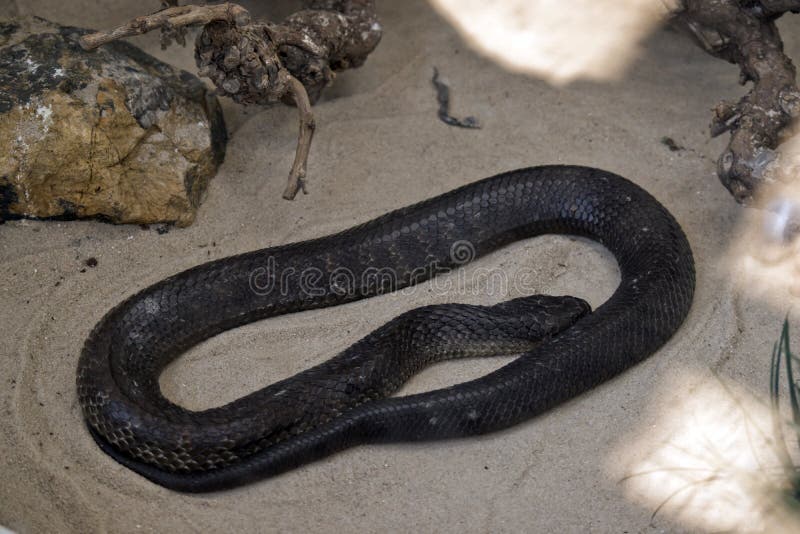 Giant Black Tiger Snake