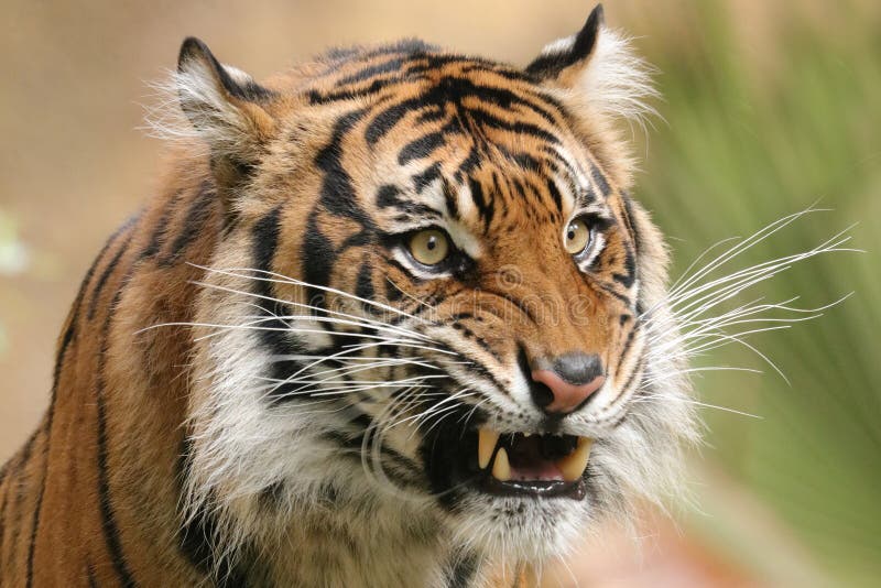 Tiger Snarl and Teeth stock photo. Image of nature, portrait - 86652124