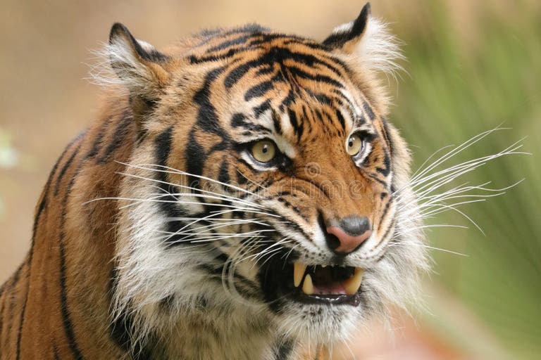 143 Tiger Wow Stock Photos - Free & Royalty-Free Stock Photos from ...
