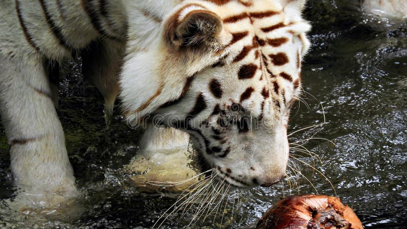 Tiger Sniffs at a Swimming Coconut in the River Stock Photo - Image of ...