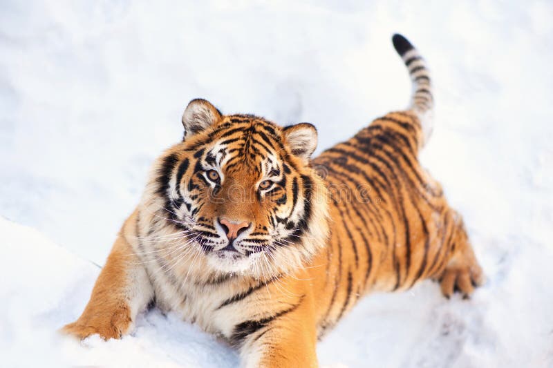 Tiger on the snow stock image. Image of head, predator - 157067405