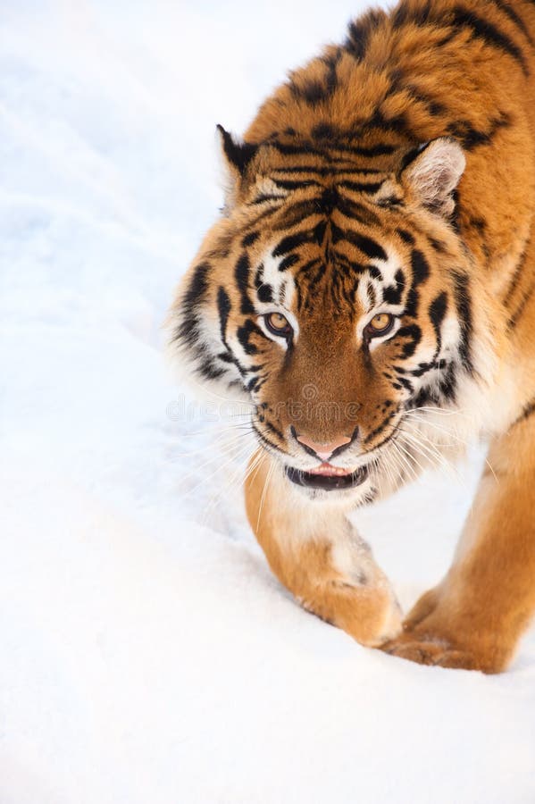 Tiger on the snow stock image. Image of tigris, carnivore - 20641543