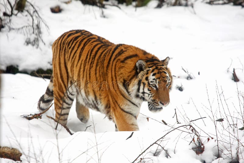 Tiger in the snow stock image. Image of tigress, cold - 8431531