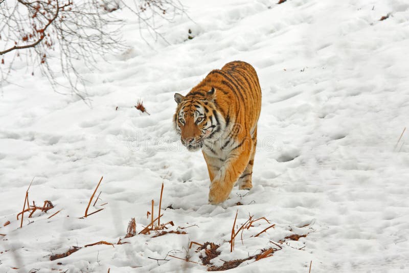 Scratching post stock photo. Image of animals, paws, roaring - 36594676