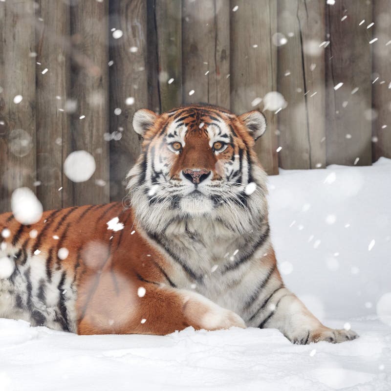Tiger Snow Run In Wild Winter Nature. Siberian Tiger, Panthera Tigris ...