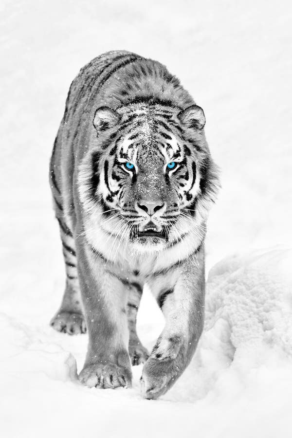 Siberian Tiger Snow Roar Stock Photos - Free & Royalty-Free Stock ...