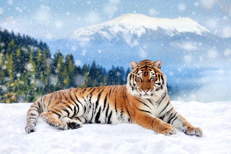 Tiger in a Snow on Winter Background Stock Image - Image of postcard ...