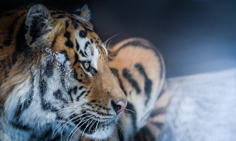 Tiger in Snow Winter Forest Stock Photo - Image of sack, next: 107415982
