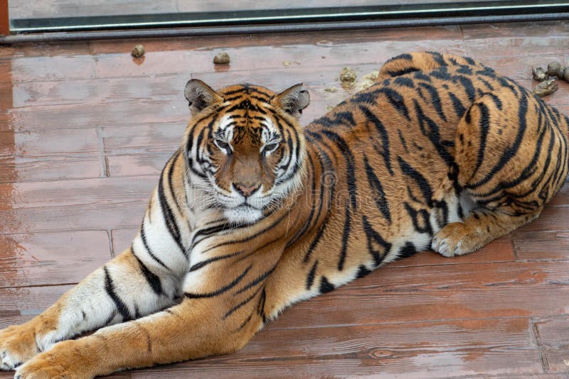 Tiger in a spanish zoo stock image. Image of portrait - 161214891