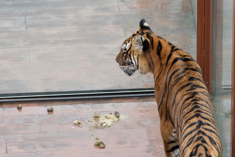 Tiger in a spanish zoo stock image. Image of color, mammal - 161219071