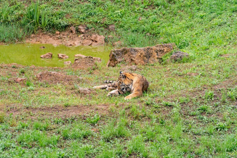 Tiger in a spanish zoo stock photo. Image of face, safari - 161216094