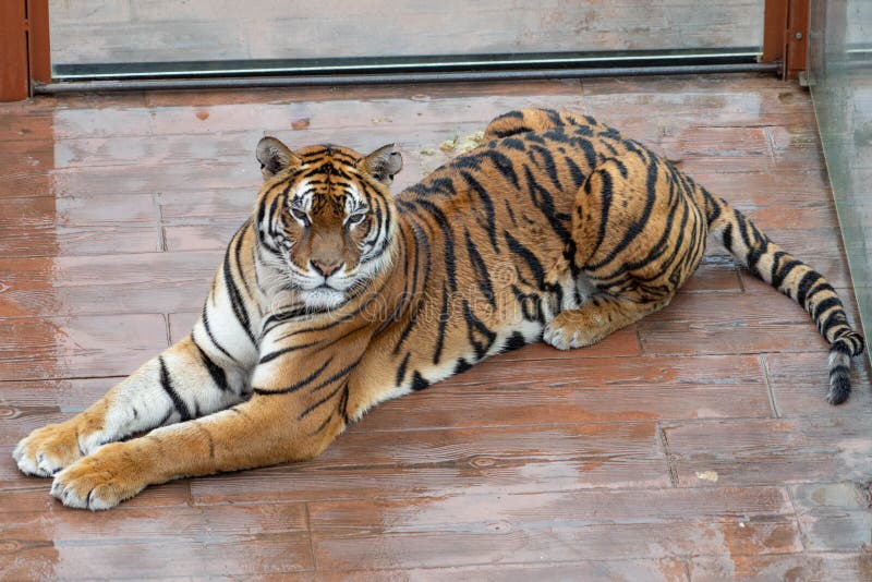 Tiger in a spanish zoo stock photo. Image of striped - 161216206