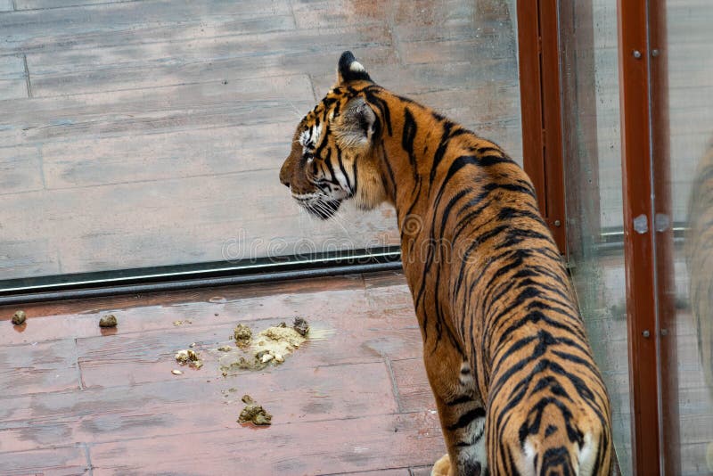 Tiger in a spanish zoo stock image. Image of portrait - 161216501