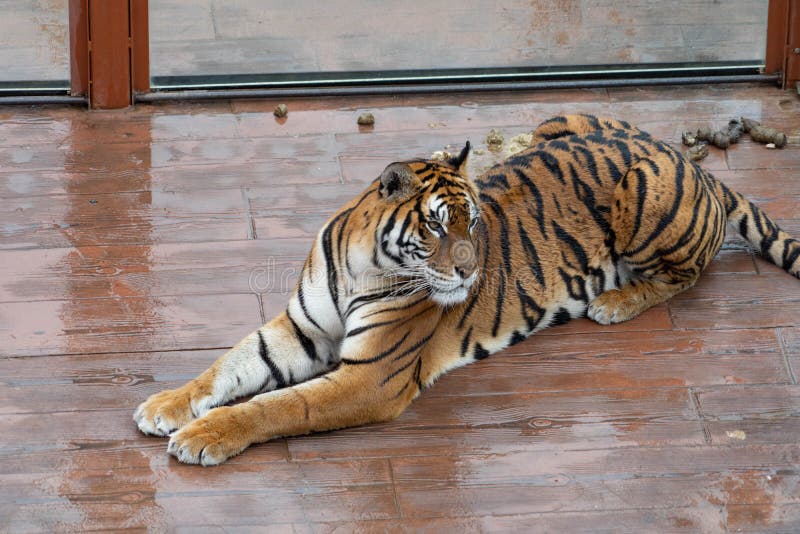 Tiger in a spanish zoo stock image. Image of head, africa - 161216965