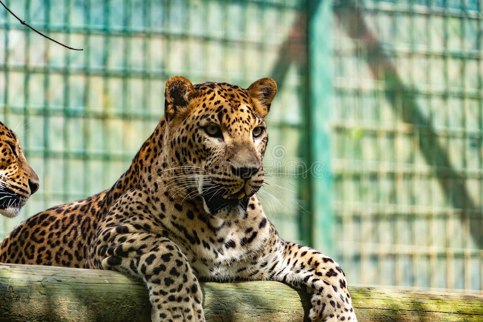 Tiger in a spanish zoo stock image. Image of animal - 161217935