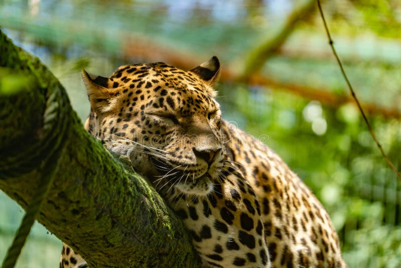 Tiger in a spanish zoo stock photo. Image of park, endangered - 161218014