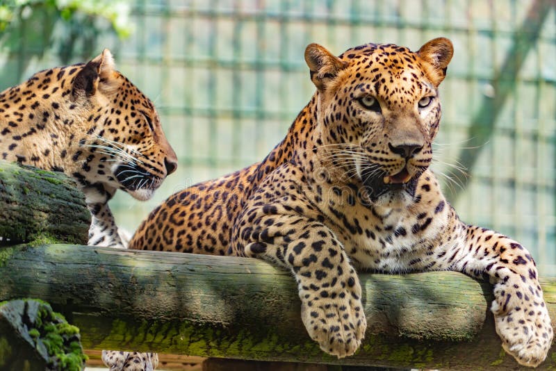 Tiger in a spanish zoo stock photo. Image of national - 161218096