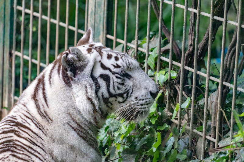 Tiger in a spanish zoo stock photo. Image of feline - 161218130