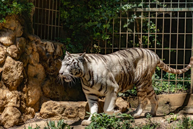 Tiger in a spanish zoo stock photo. Image of head, carnivore - 161218290