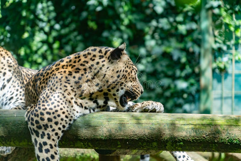 Tiger in a spanish zoo stock photo. Image of park, fauna - 161218616
