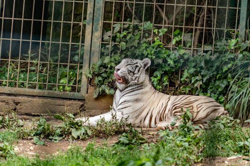 Tiger in a spanish zoo stock photo. Image of hunter - 161218980