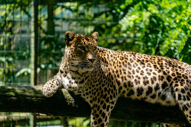 Tiger in a spanish zoo stock photo. Image of safari - 161219082