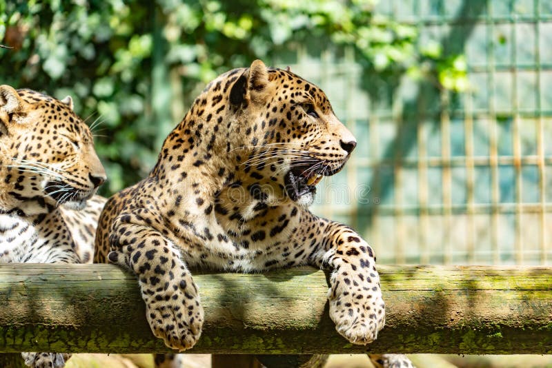 Tiger in a spanish zoo stock image. Image of beautiful - 161219005
