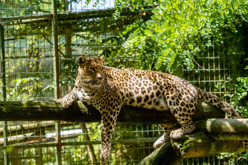 Tiger in a spanish zoo stock image. Image of fauna, danger - 161220261