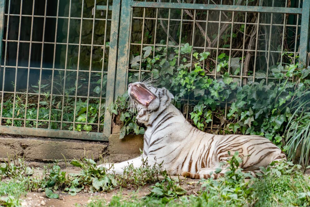 Tiger in a spanish zoo stock photo. Image of pretty - 161217712